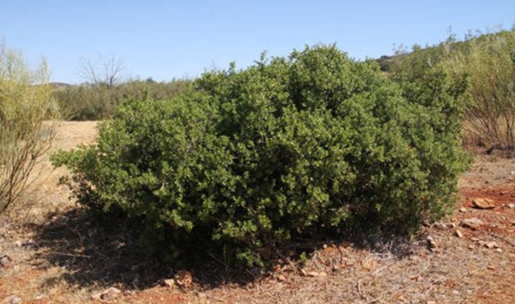 Chêne kermès | Balade : Randonnée près de chez vous