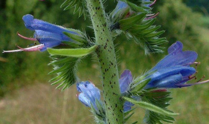 Vipérine | Balade : Randonnée près de chez vous