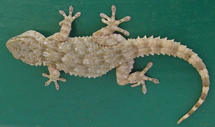 Tarente de Maurétanie | Balade : Randonnée près de chez vous