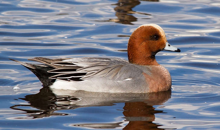 Canard siffleur | Balade : Randonnée près de chez vous