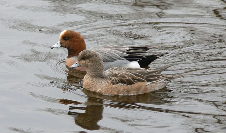 Canard siffleur | Balade : Randonnée près de chez vous