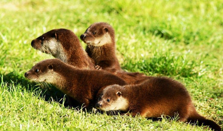 Loutre d'Europe | Balade : Randonnée près de chez vous