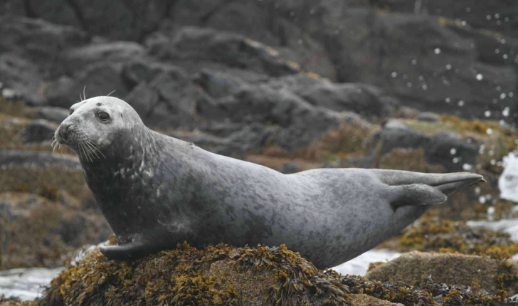 Phoque gris | Balade : Randonnée près de chez vous